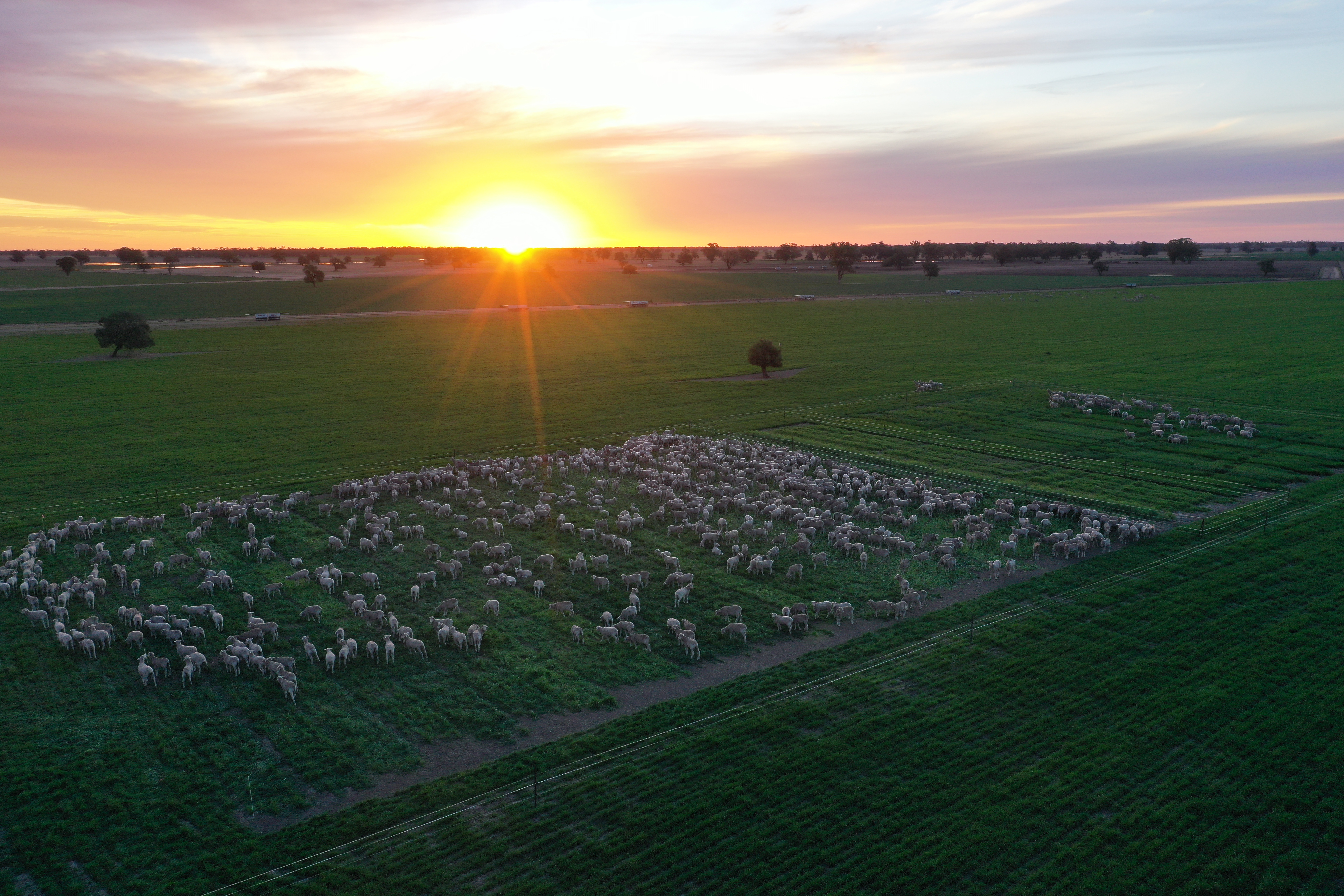 How To Grow Wheat – In The Paddock Podcast